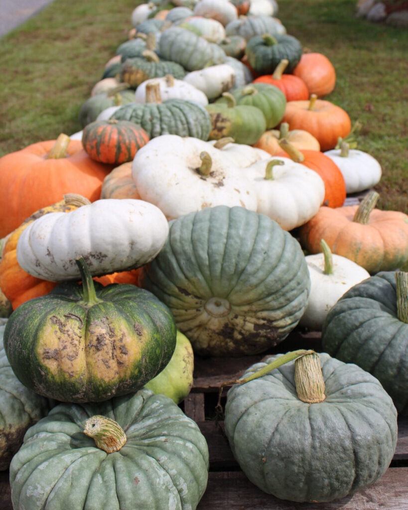 November Notes | Kristy & New England