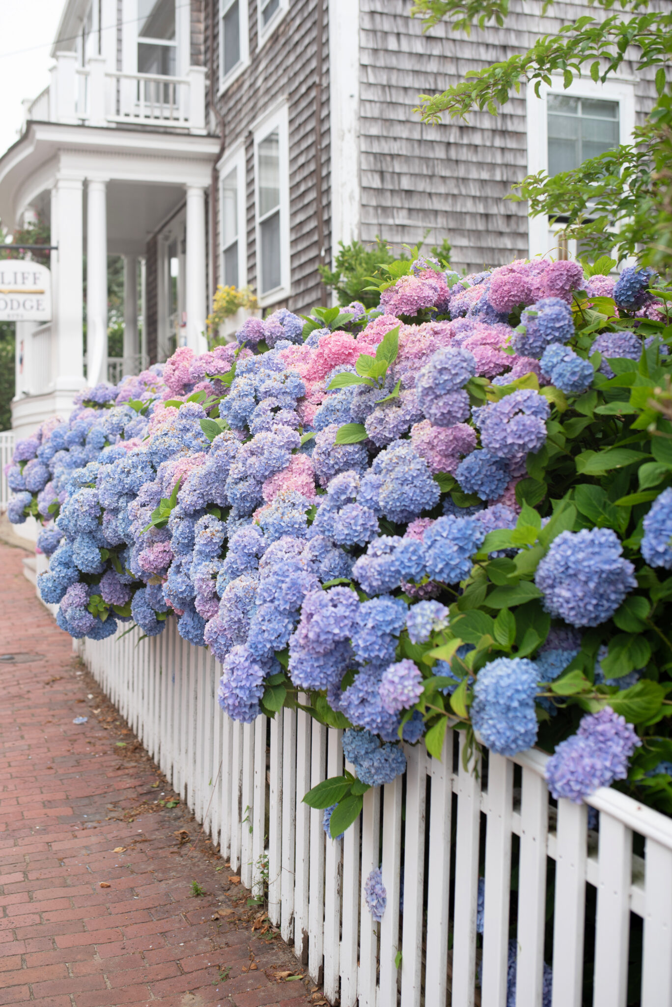 Nantucket in July Photo Gallery | Kristy & New England